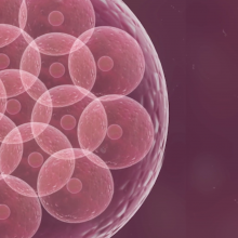Embryonic Stem Cells Eurostemcell